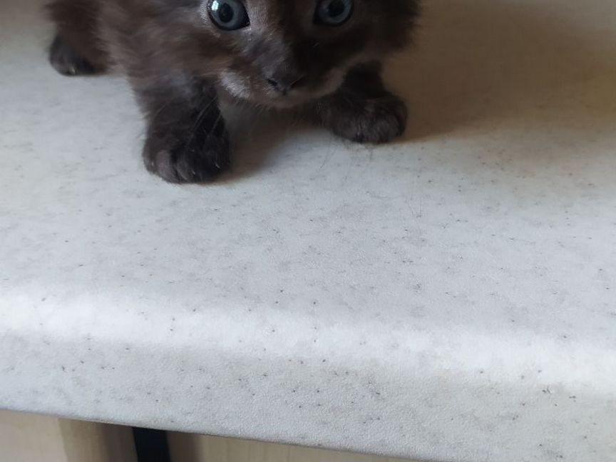 Котята курильчата