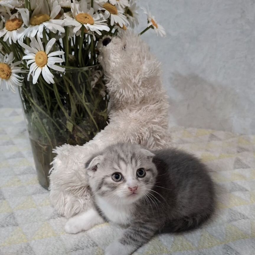 Британский длинношёрстный котёнок