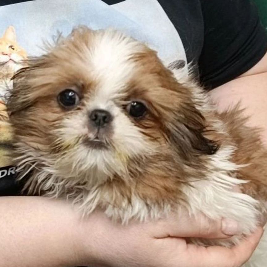 Ши-тцу, щенок