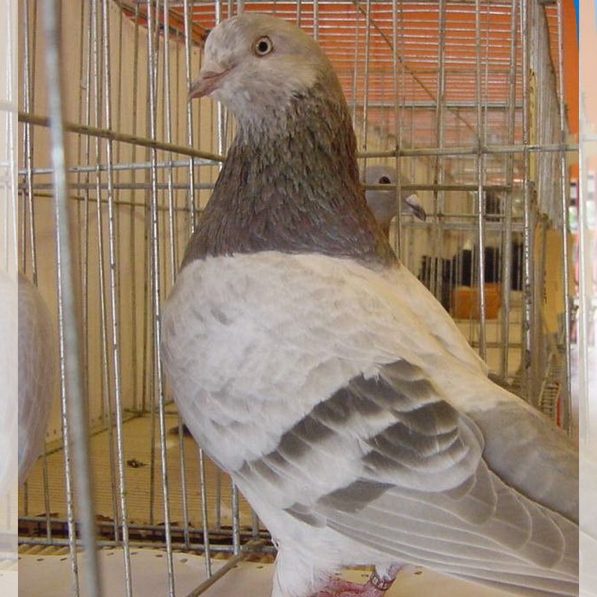 Голуби типплеры