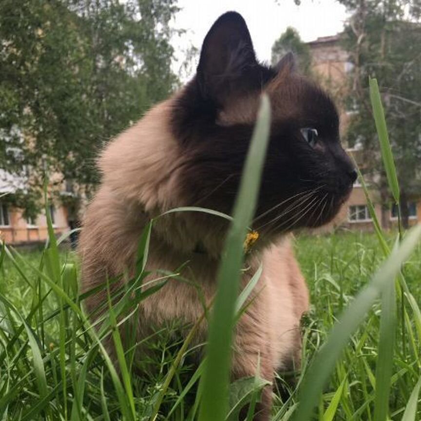 Вязка сиамец