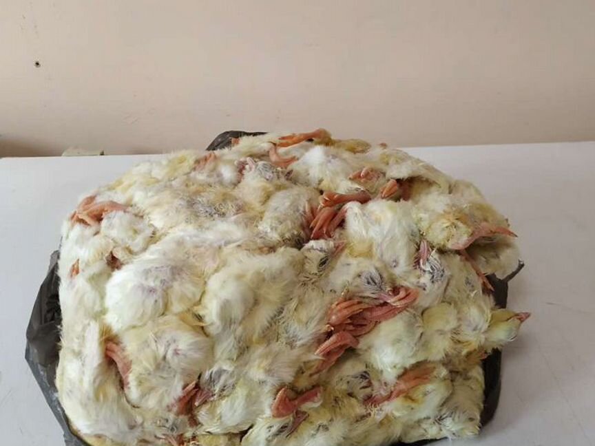 Цыплята суточные замороженные