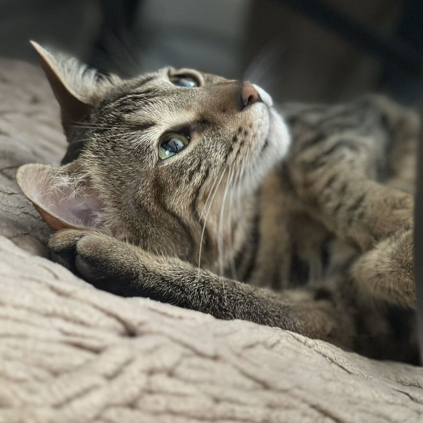 Бенгальская, взрослая кошка