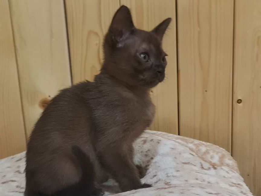 Элитные ласковые котята