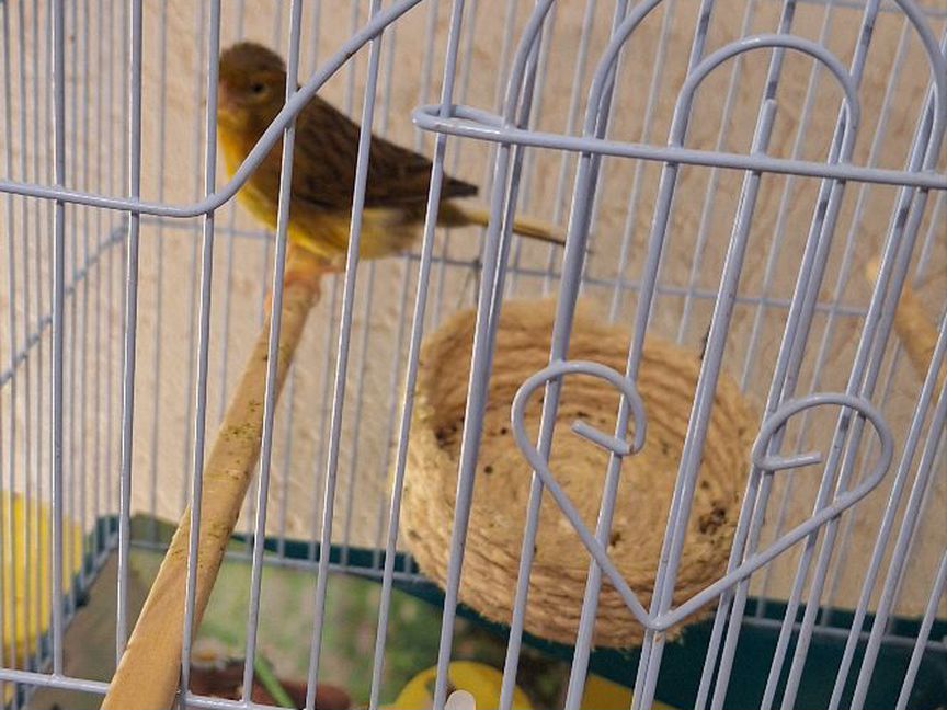 Самки канареек и самец