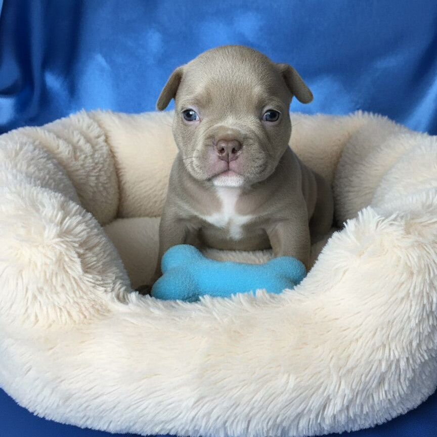 Американский булли, щенок