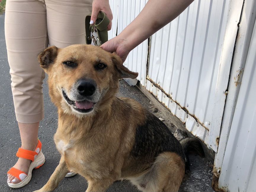 Собака в добрые руки