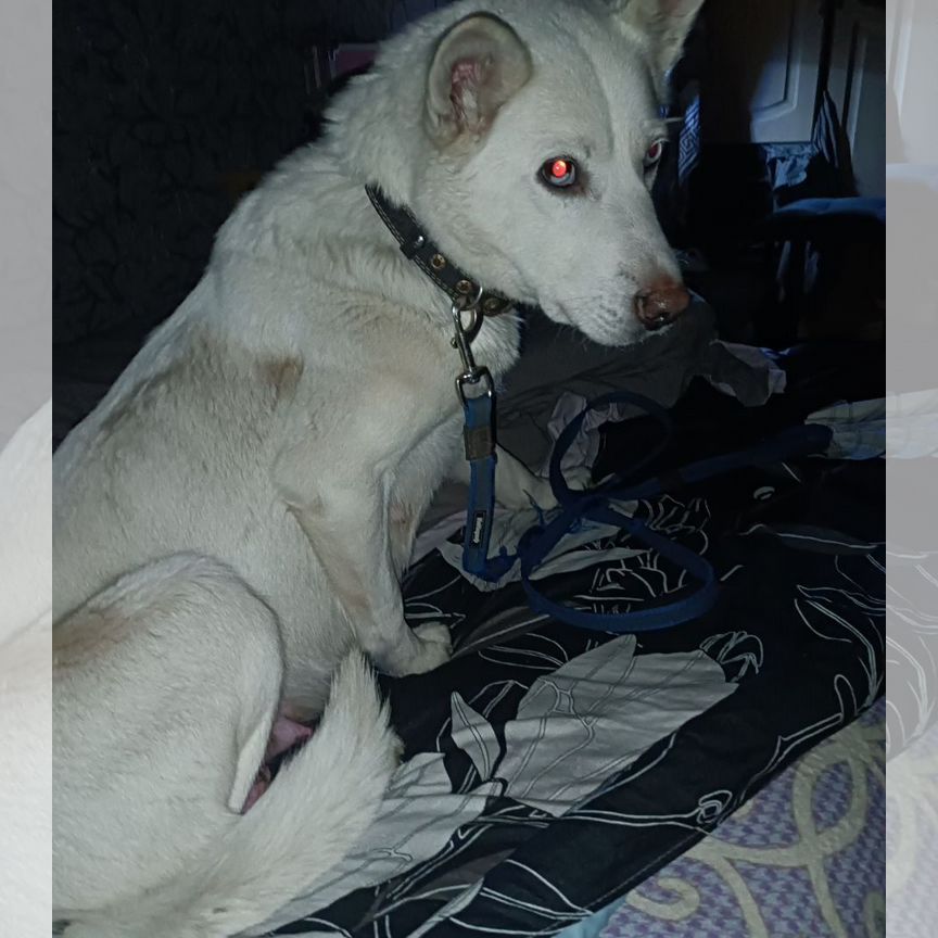 Лайка, взрослая собака