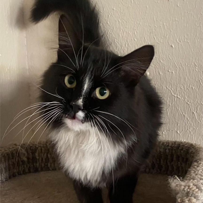 Ищем Маркизу добрые ручки