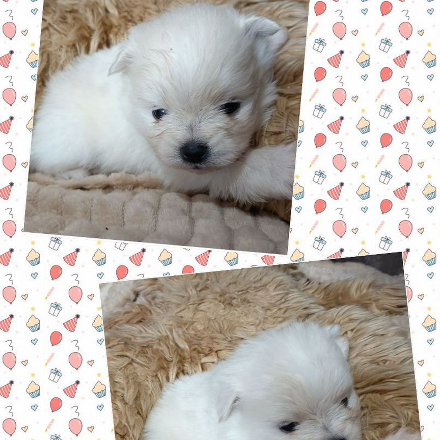 Щенки померанского шпица