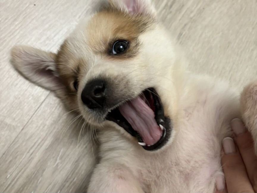 Щенок в добрые руки