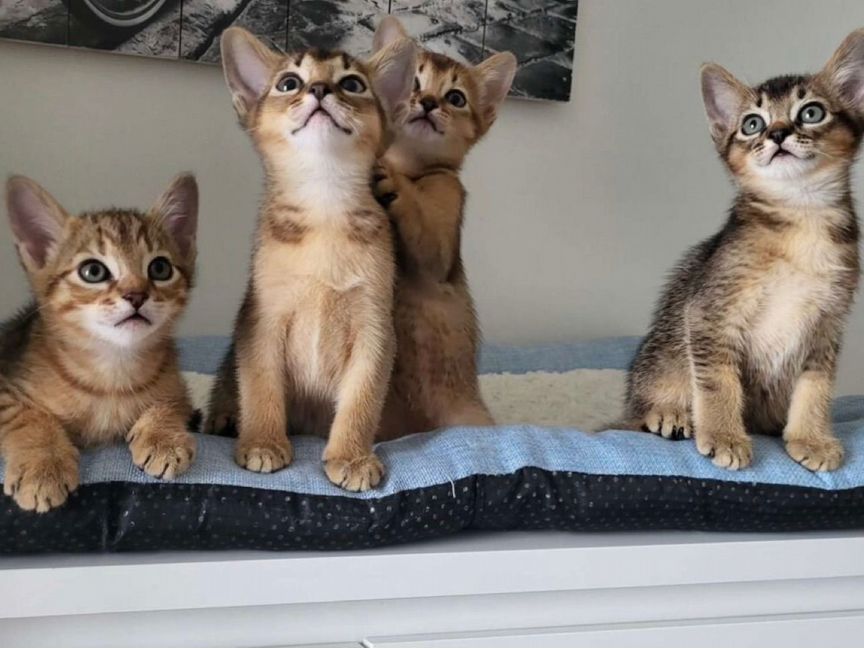 Котята