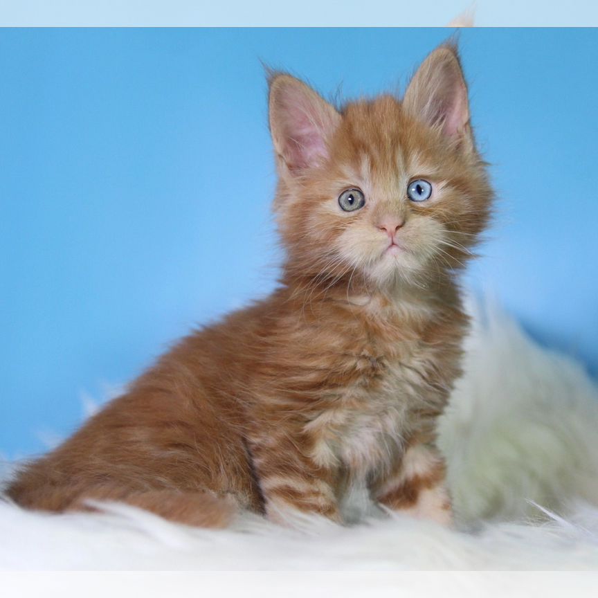 Мейн-кун котёнок