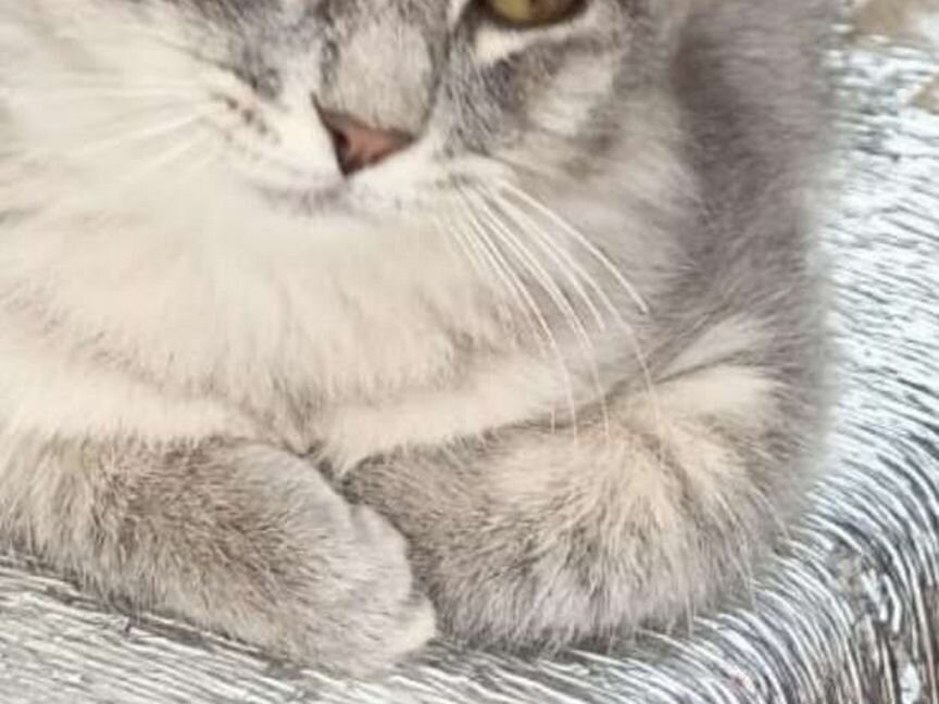 Миленький котёнок в добрые руки