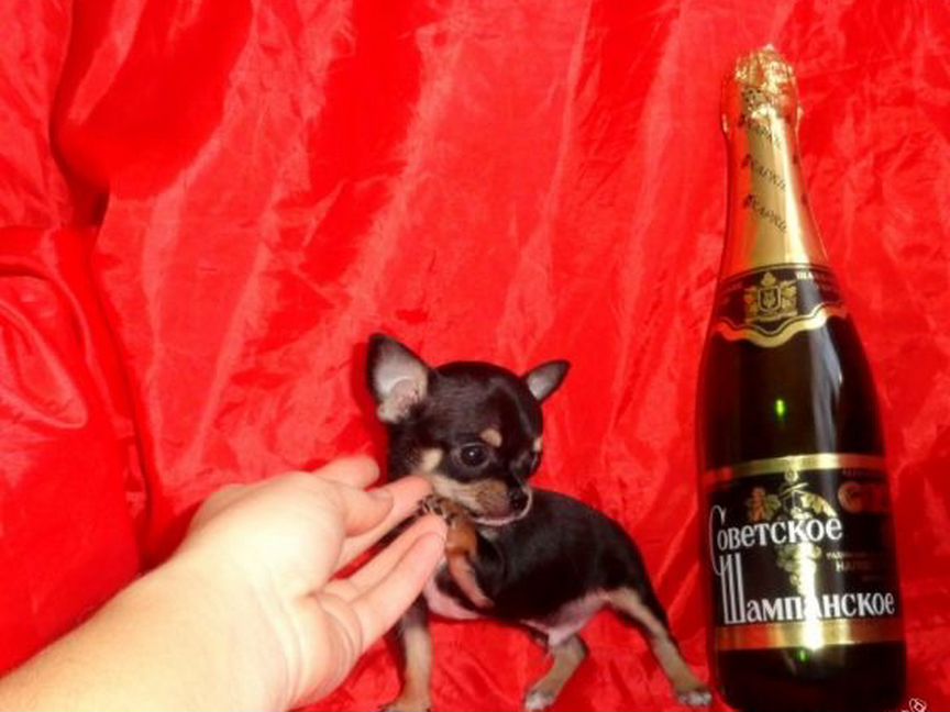 Чихуашки-гламурные крошки