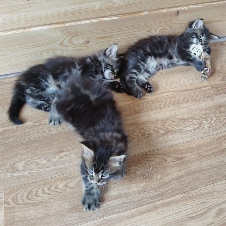 Котята мейн-кун