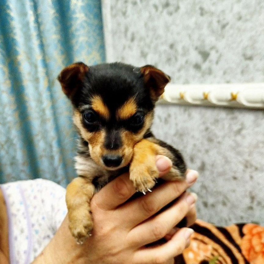 Щенок в добрые руки бесплатно