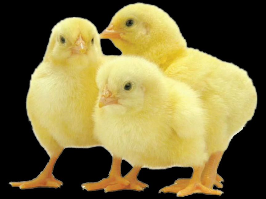Цыплята бройлеры суточные Росс 308