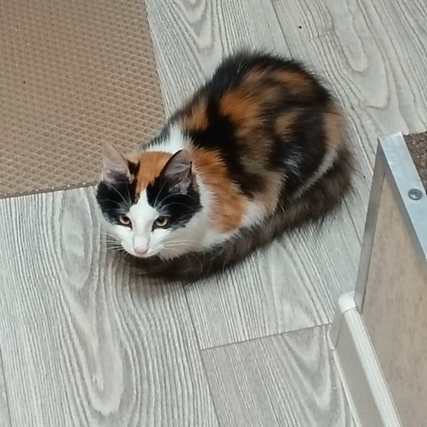 Котёнок