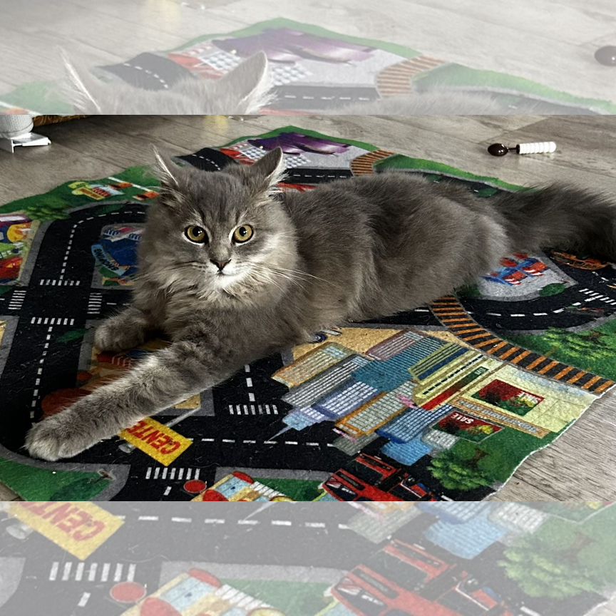 Котёнок в добрые руки