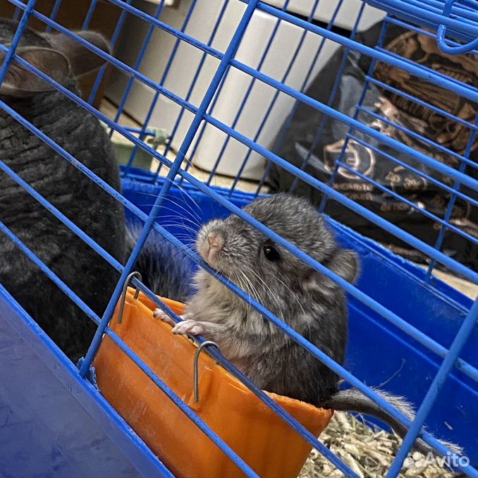 Продается шиншилла