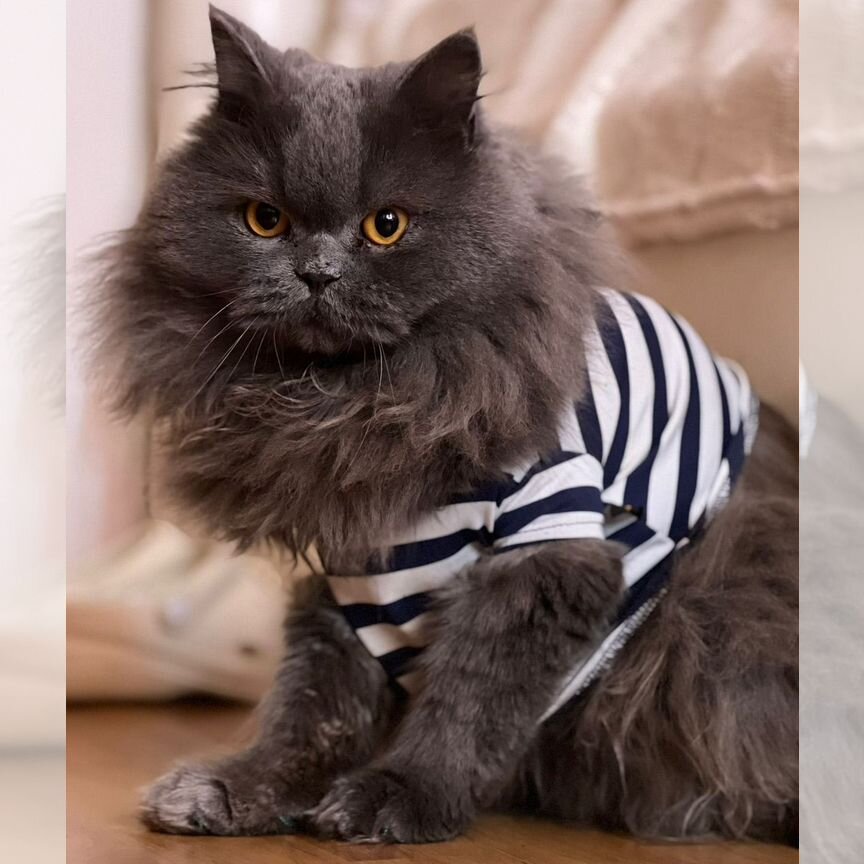 Британский длинношёрстный, взрослый кот