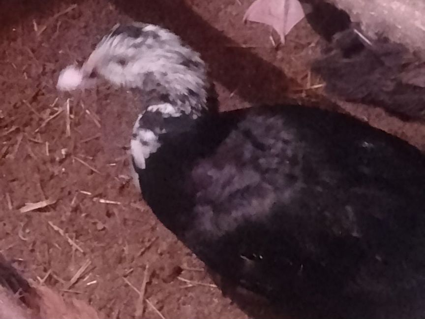 Мускусные утки индоутки