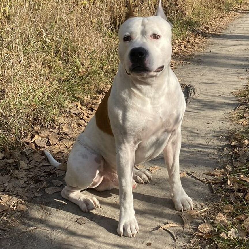 Стаффорд вязка