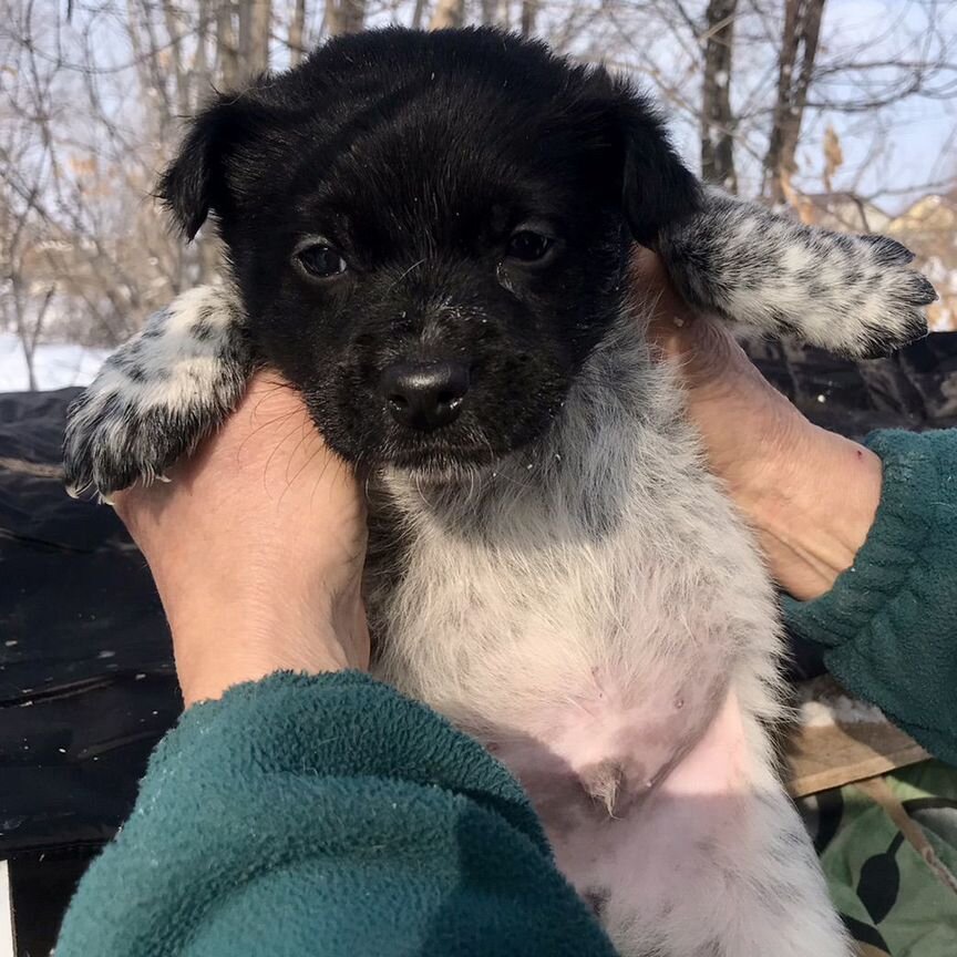 Мальчик щенкок в поиске семьи