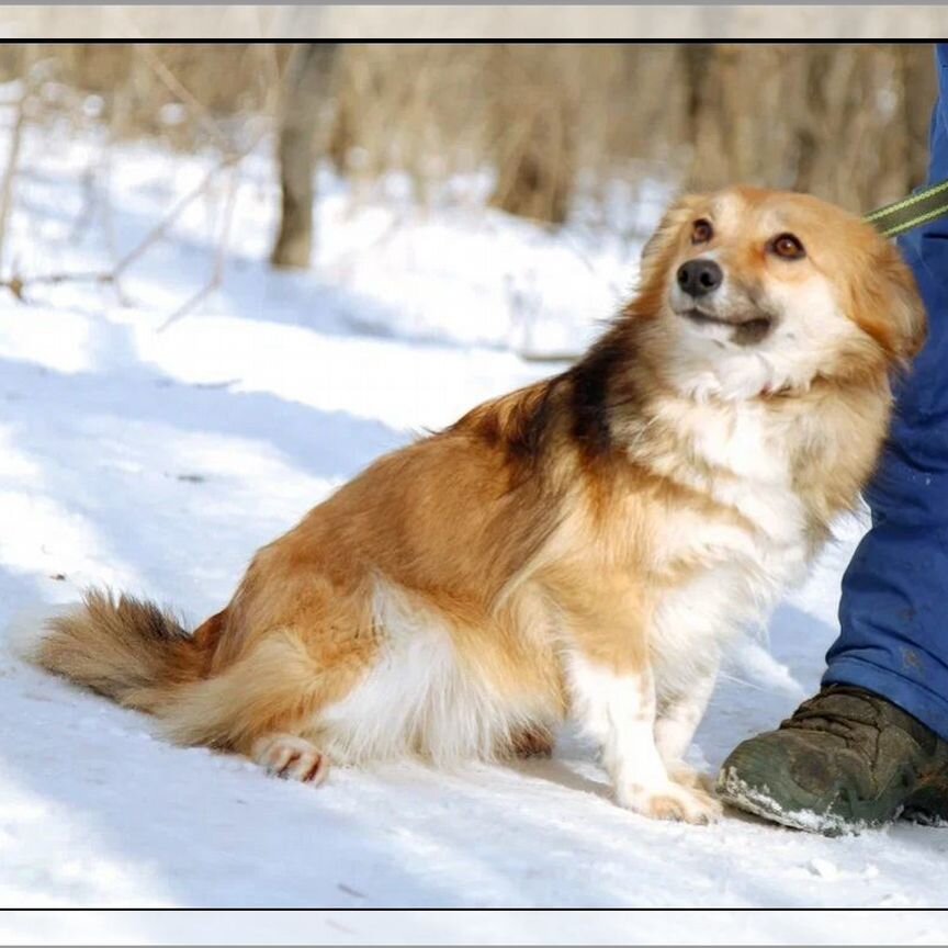 Красивая рыжая маленькая собака выпуск