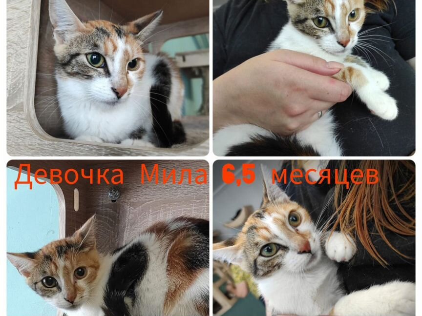 Котенок девочка в добрые руки