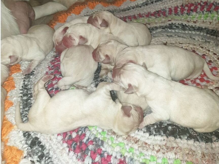 Лабрапупсики