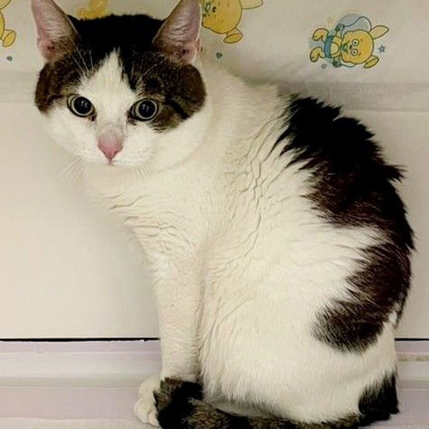 Котика бил хозяин. Ищет дом