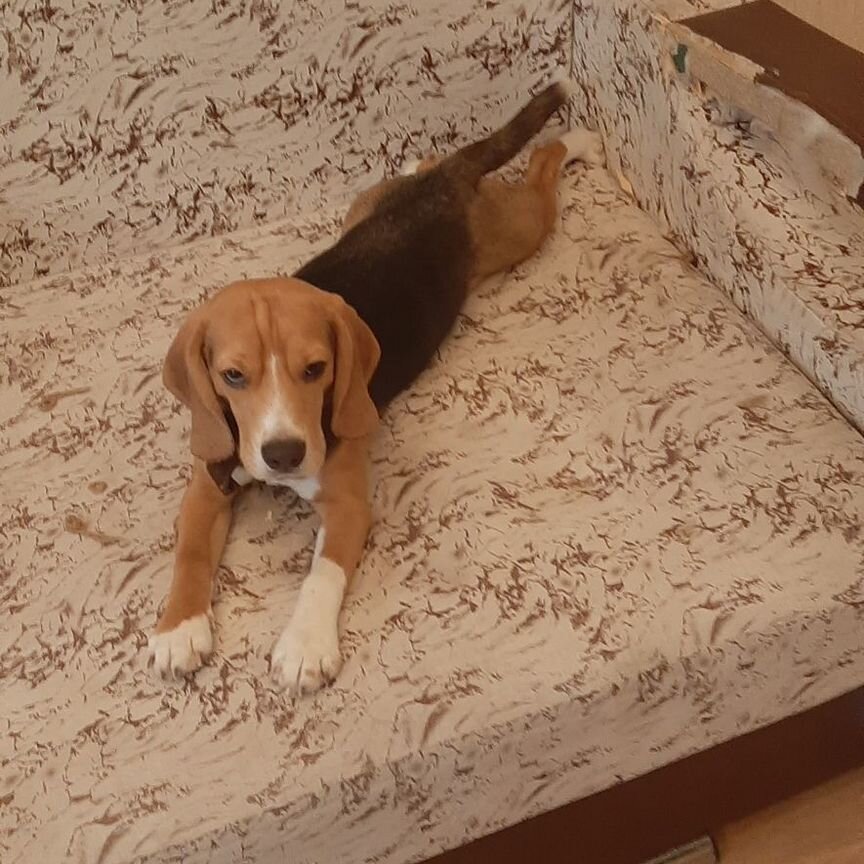 Бигль в добрые руки Челябинск