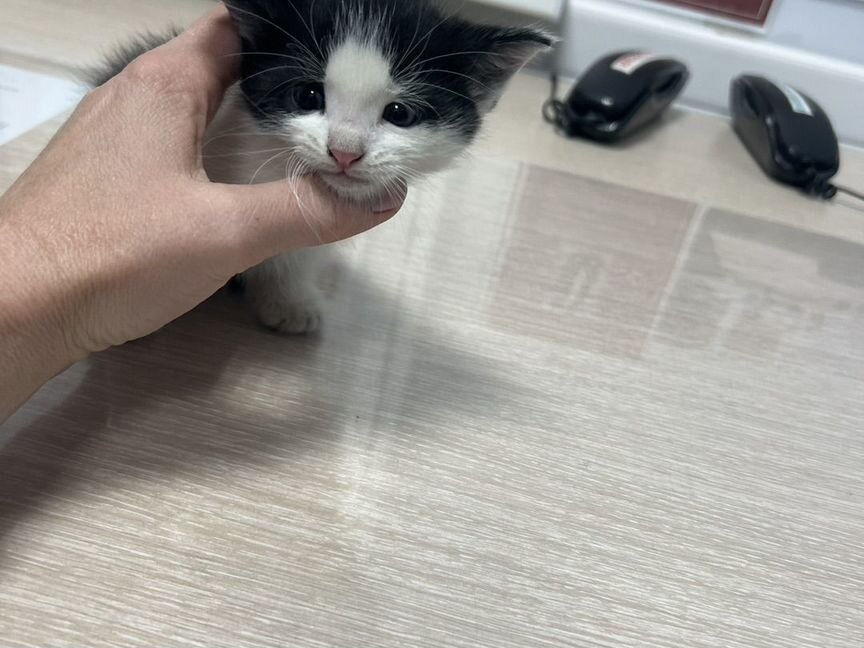 Мнпз капотня
