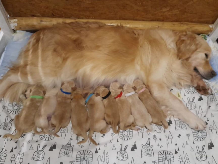 Рыжие щенки золотистого ретривера