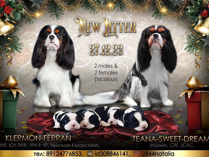 Кавалер кинг чарльз спаниель щенки