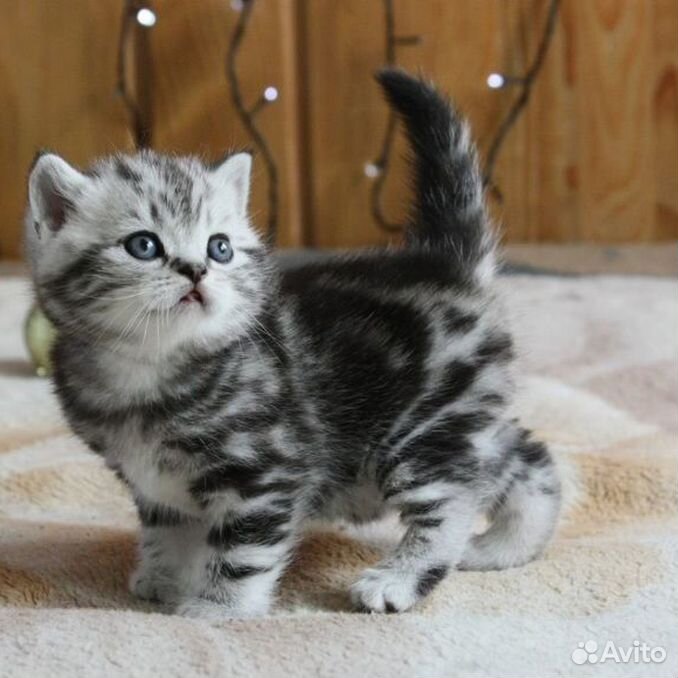 Серебристый черный мрамор прямоухий котенок