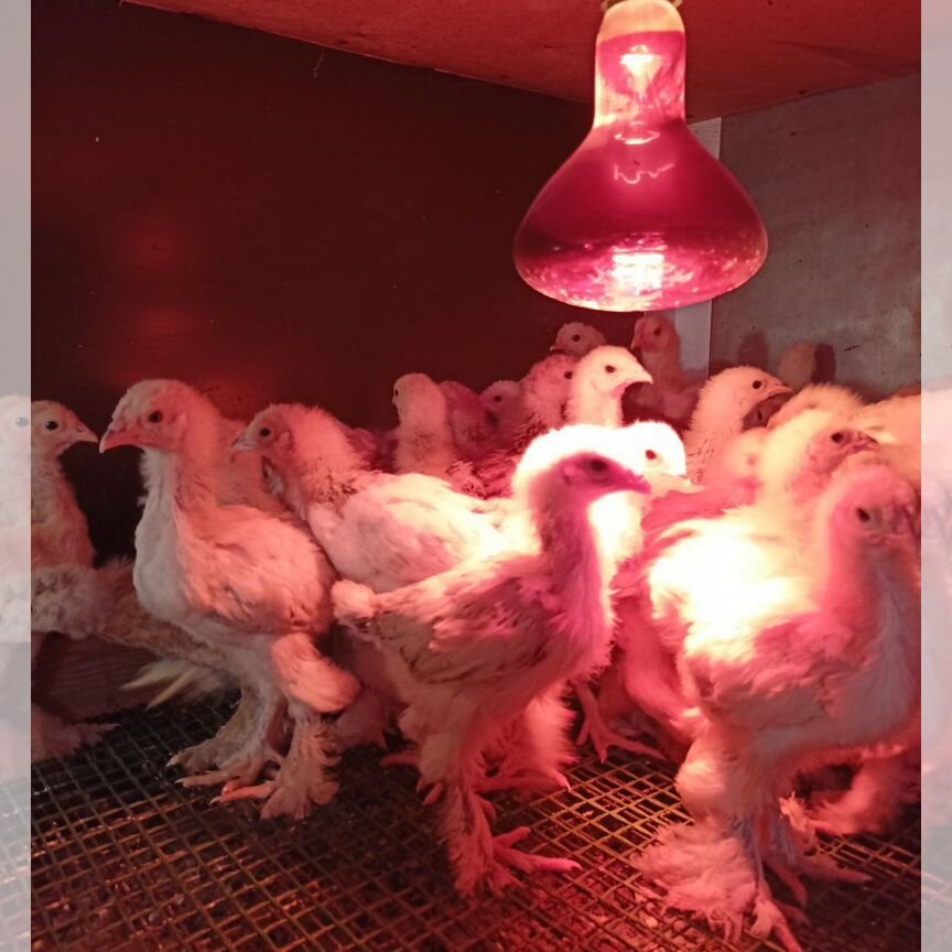 Цыплята брама