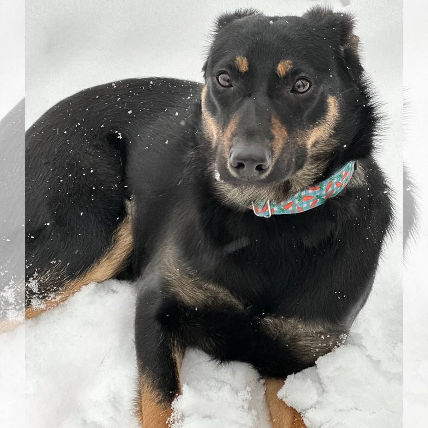 Собака в добрые руки