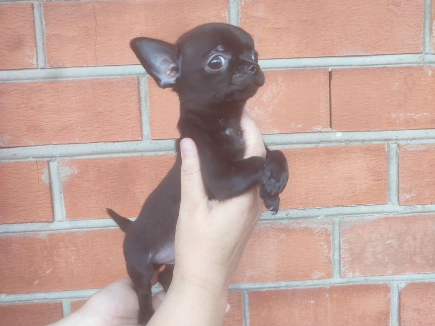 Кукольный чишка