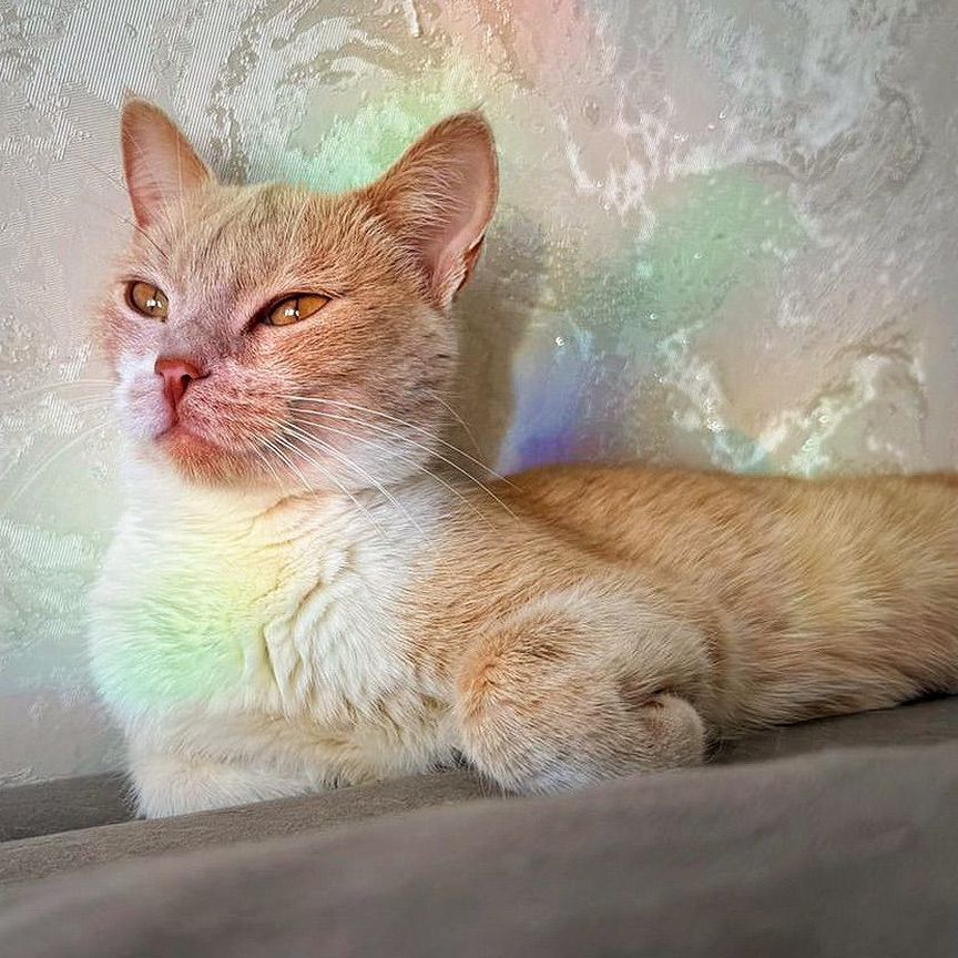 Кошечка в добрые ручки