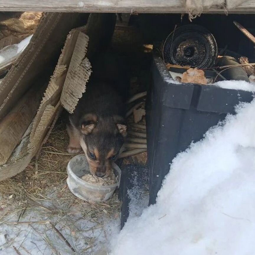 Щенок в добрые руки