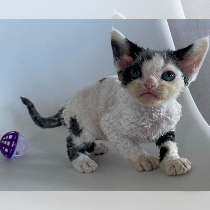 Котята девон-рекс