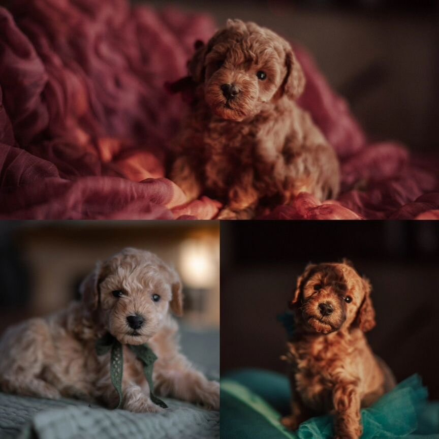 Той-пудель девочки