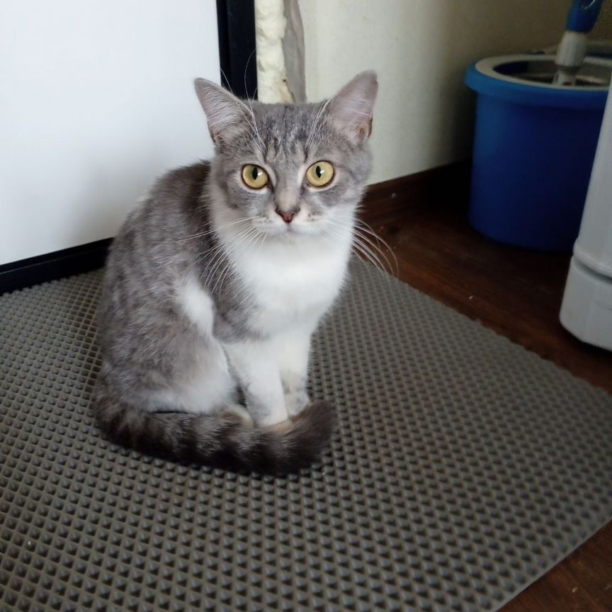 Котёнок девочка