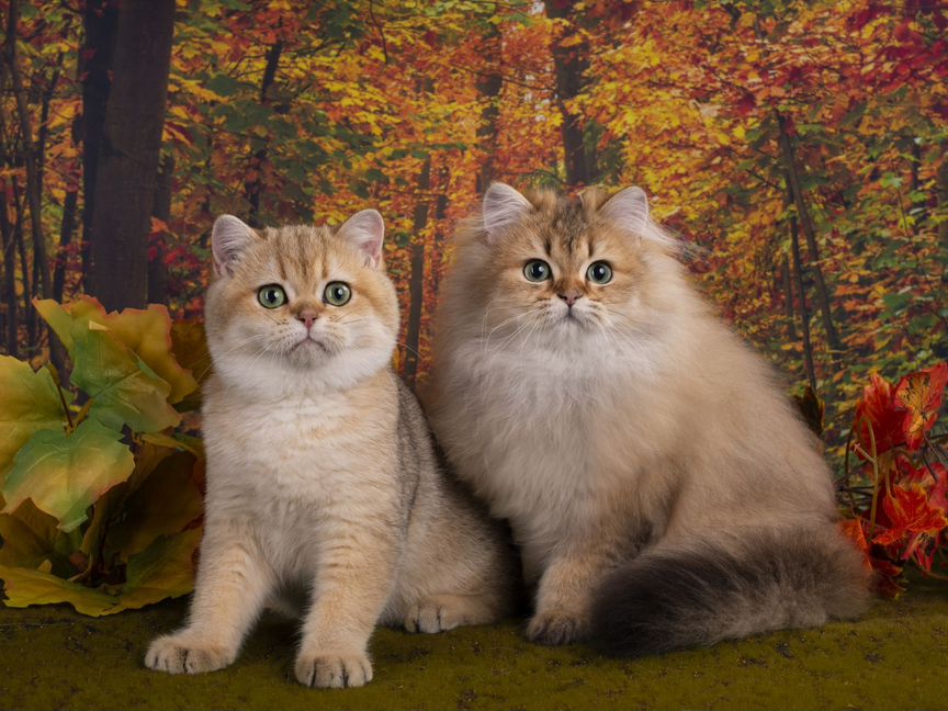 Золотые кошечки