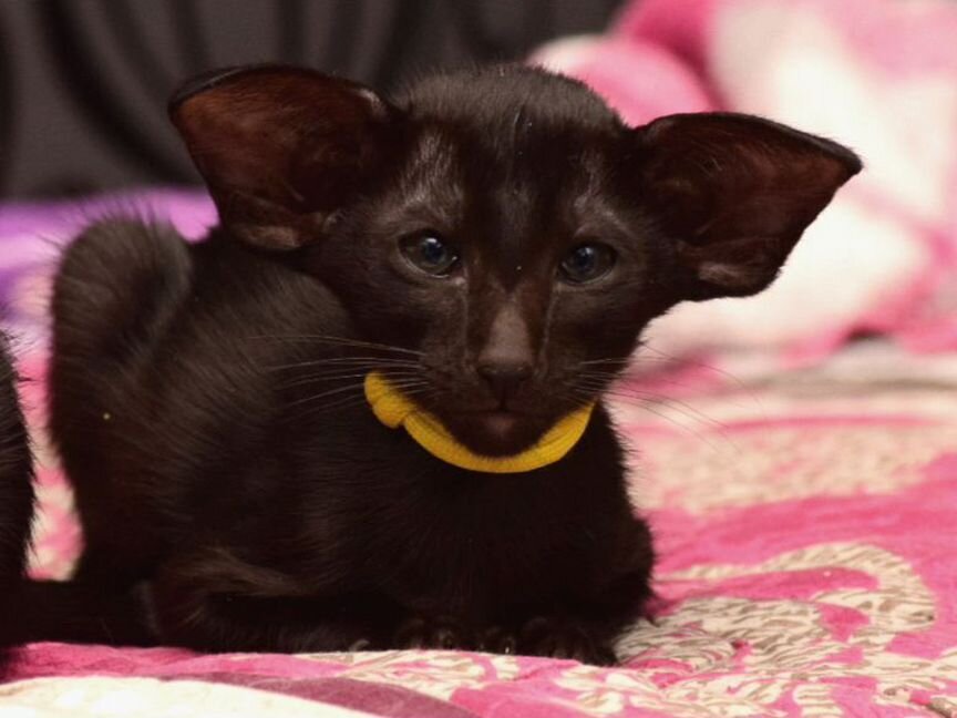 Ориентальный котенок