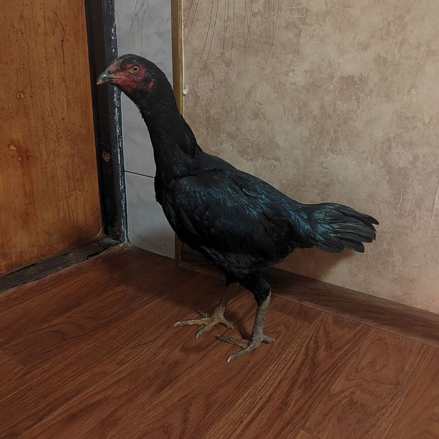 Курица бойцовский