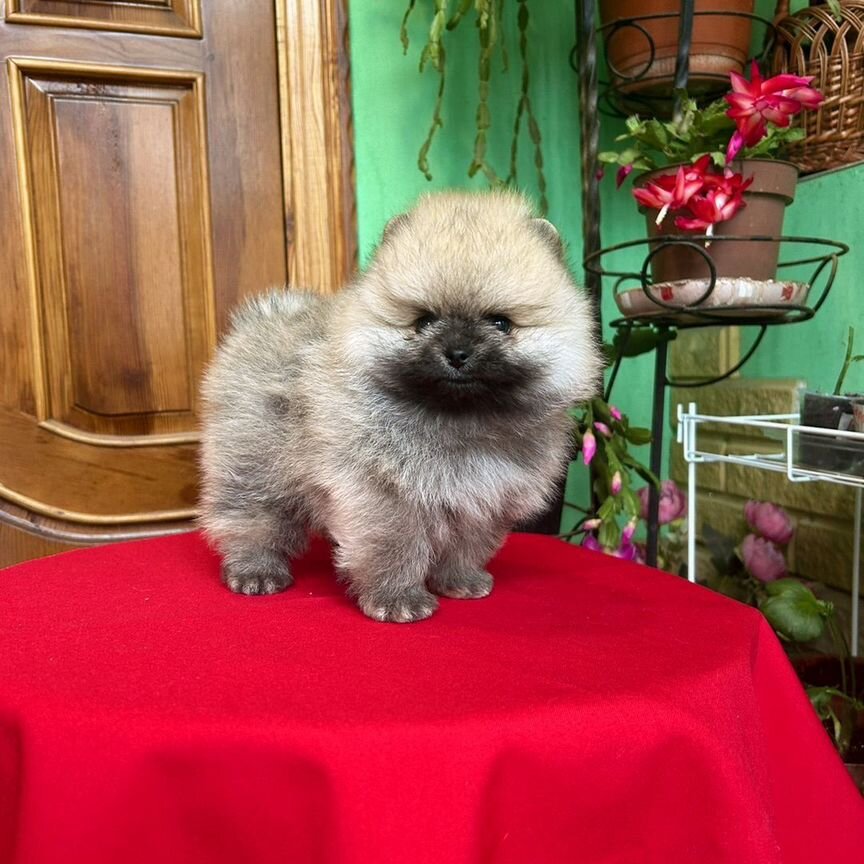 Очаровательный мальчишка в Мелитополе